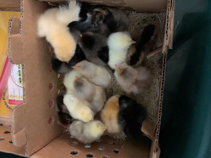 Operation: Chick Adoption